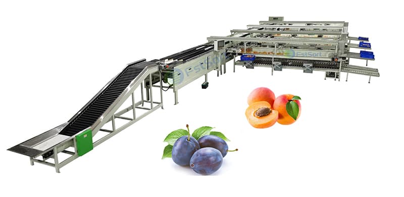 Sorting solutions for Plums and apricots